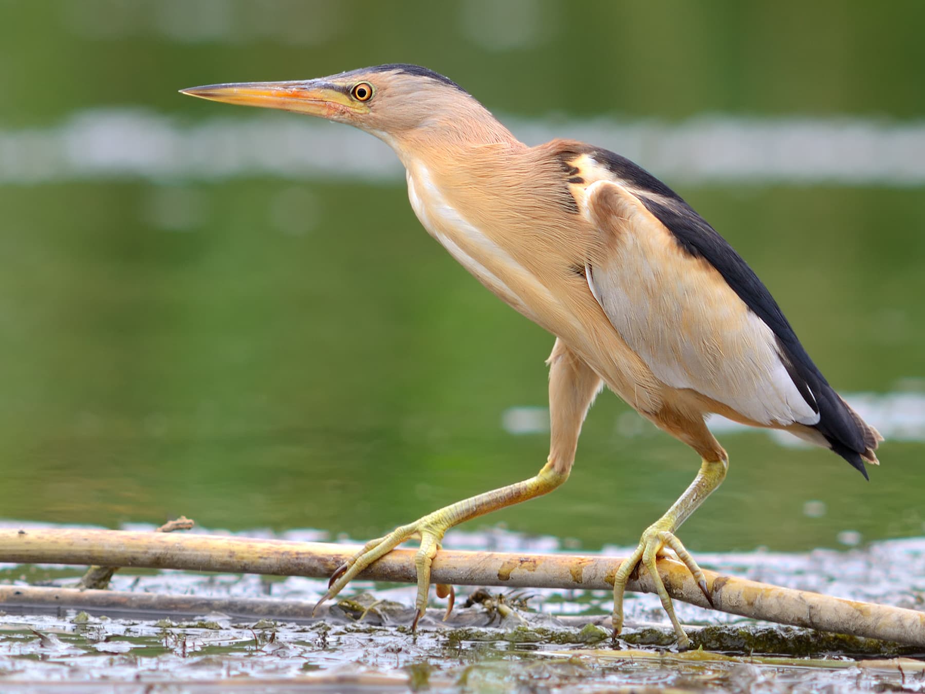 Little Bittern | Birdfact