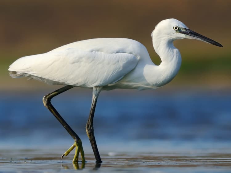 Herons in the UK (Complete Guide with Pictures) | Birdfact