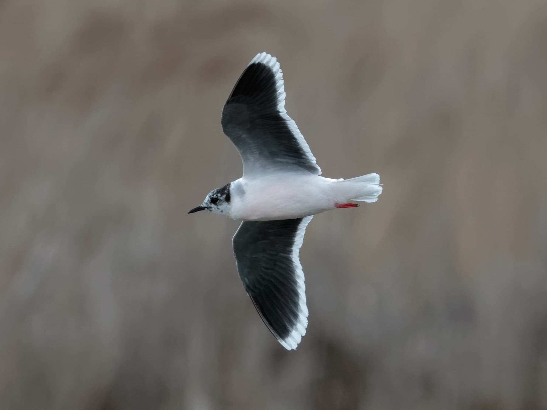 Little Gull | Birdfact