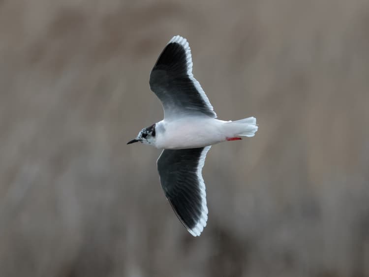 Little Gull | Birdfact