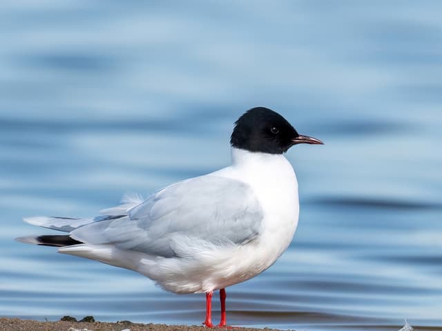 Little Gull | Birdfact