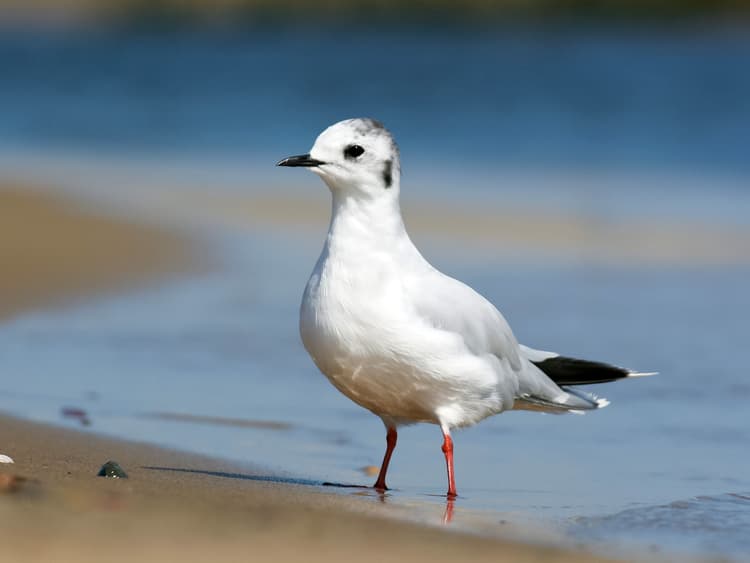 Little Gull | Birdfact