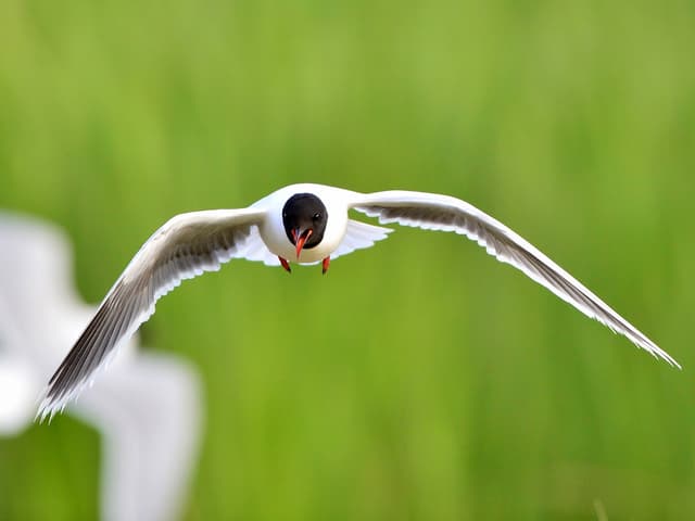Little Gull | Birdfact
