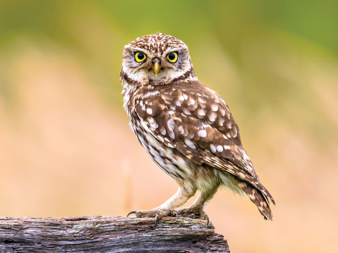 Little Owl | Birdfact