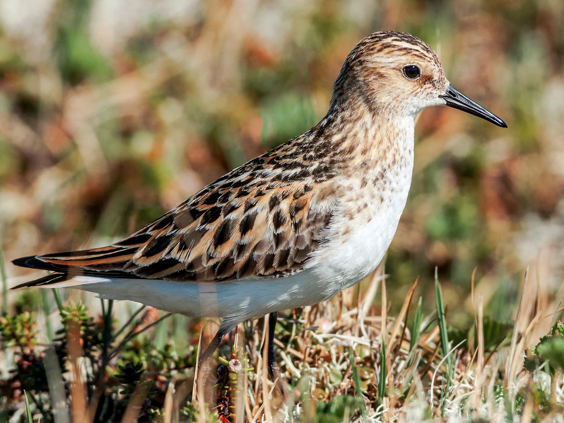 Little Stint | Birdfact