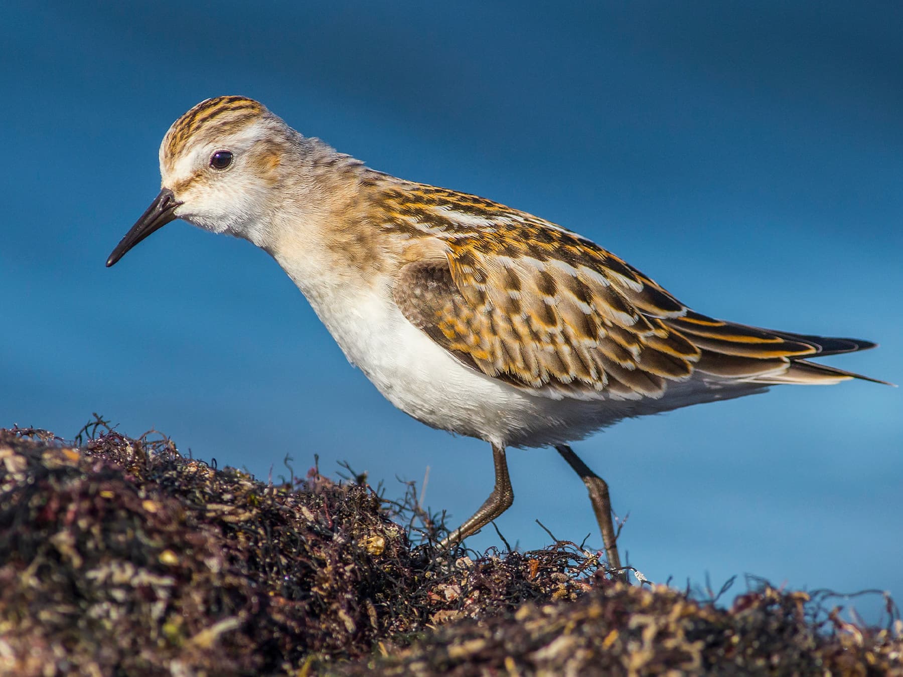 Little Stint | Birdfact