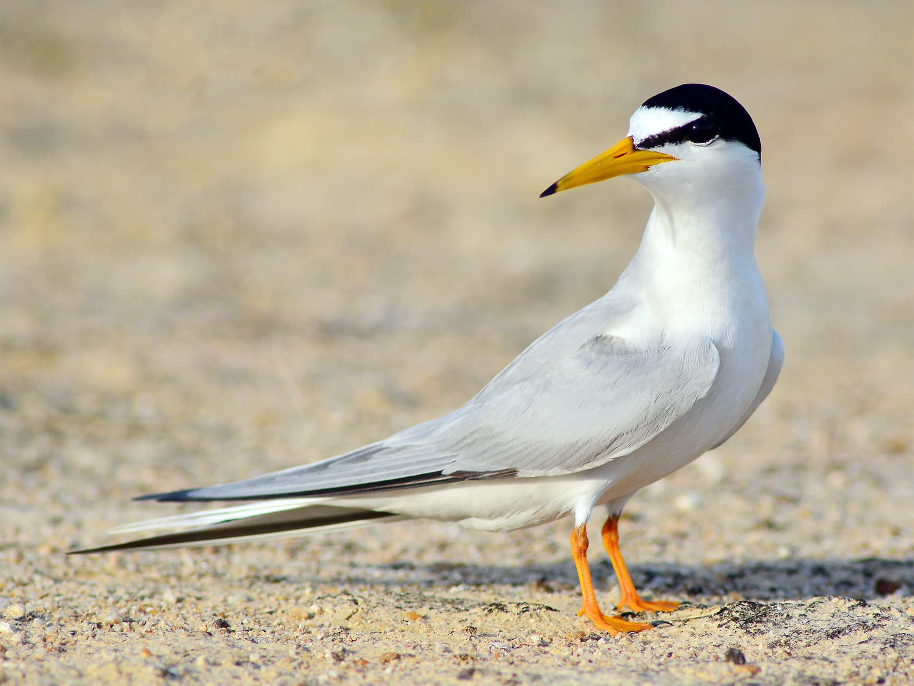Little Tern | Birdfact