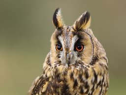 Long-eared Owl | Birdfact