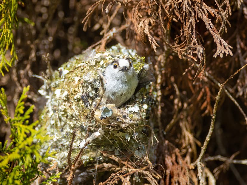 Long Tailed Tit Nesting A Complete Guide Birdfact