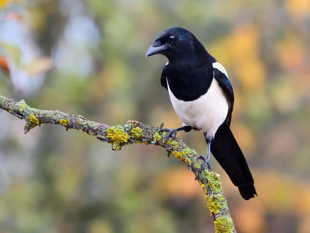 Magpie Nesting (All You Need To Know) | Birdfact