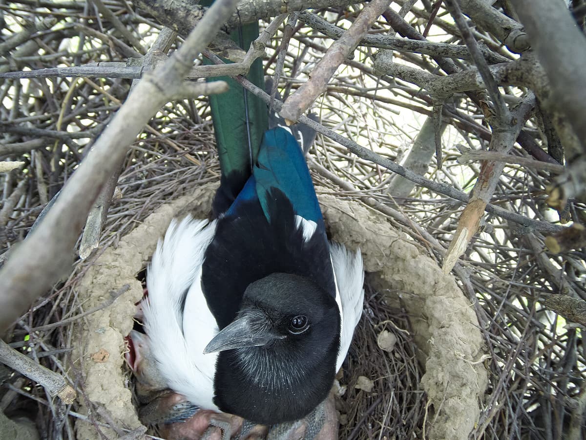 Magpie Nesting (All You Need To Know) | Birdfact