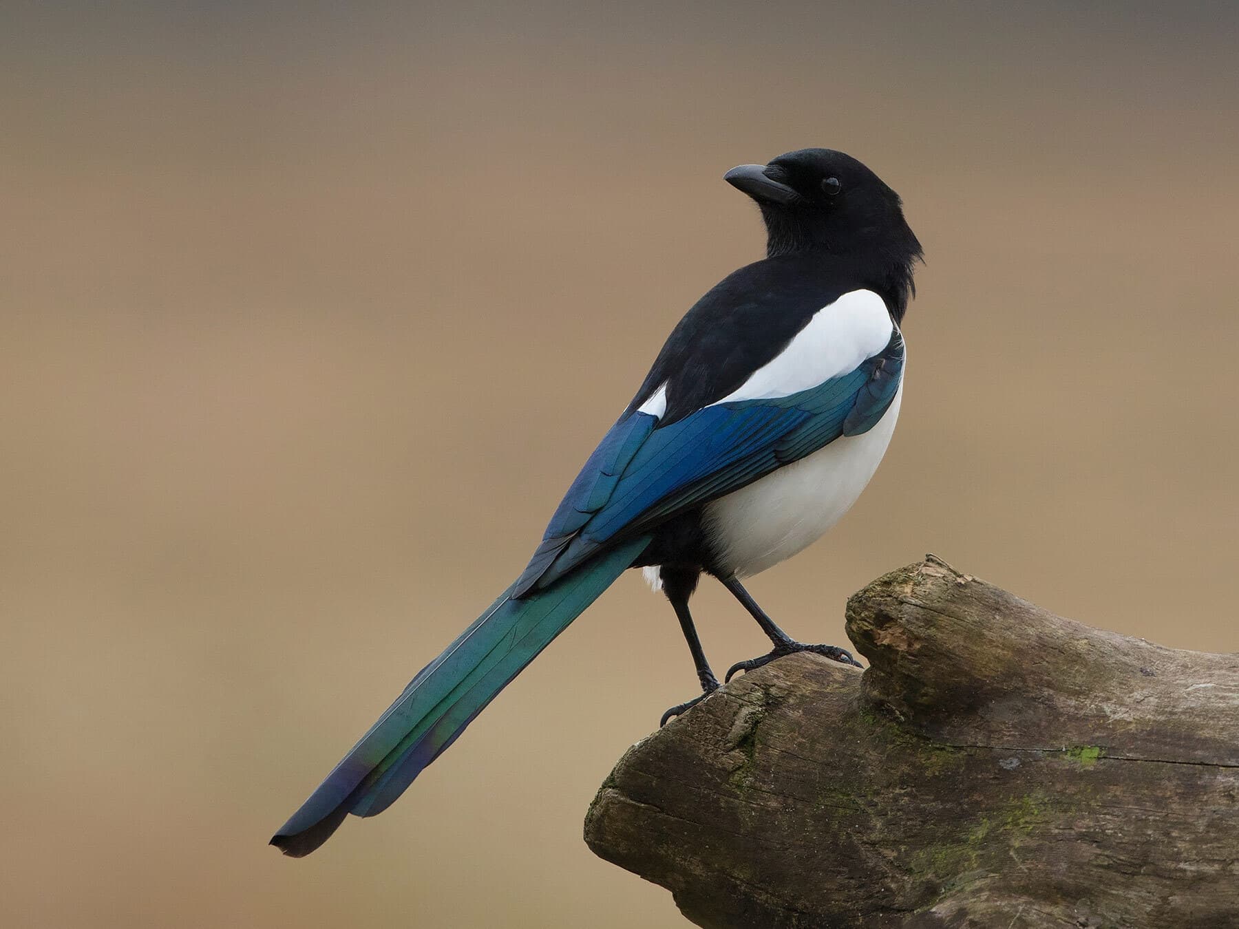 Do Crows Like Shiny Things? (What About Magpies + Myths Debunked ...