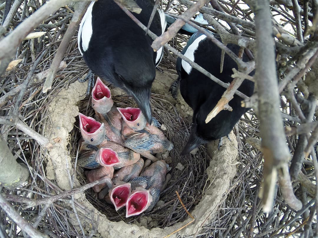 Magpie Nesting (All You Need To Know) | Birdfact