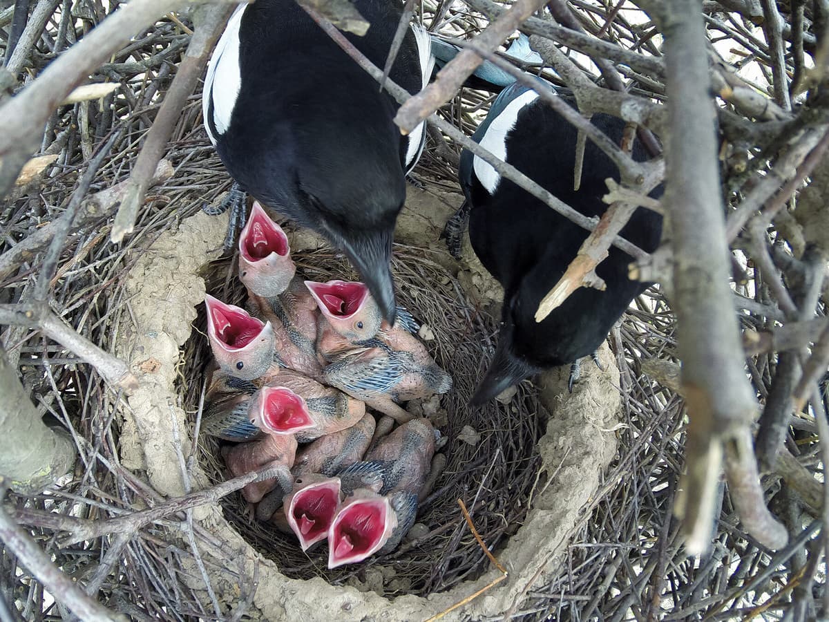 Magpie Nesting (All You Need To Know) | Birdfact