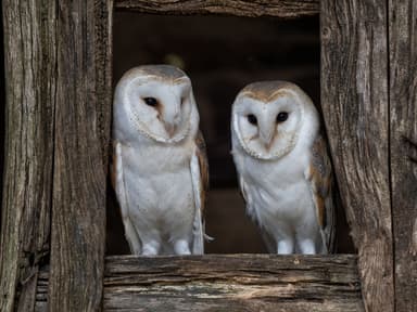 Barn Owl | Birdfact