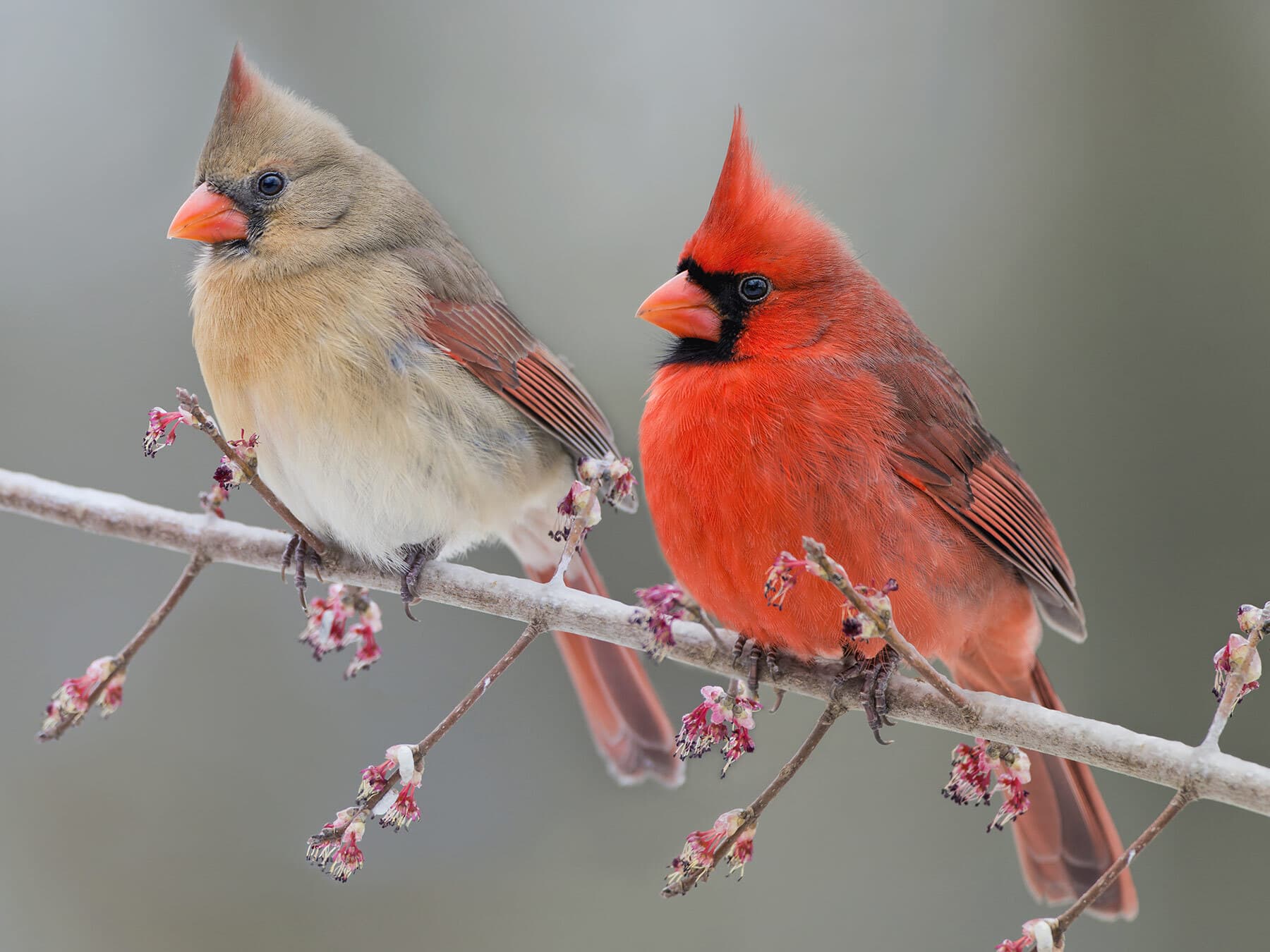Female Cardinals: A Complete Guide | Birdfact