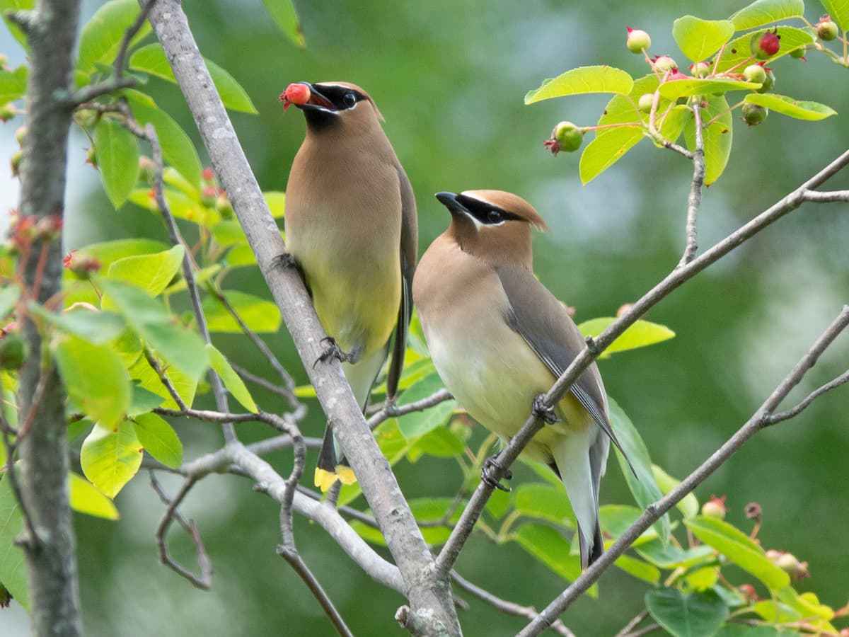 Female Cedar Waxwings (Male vs Female Identification) | Birdfact