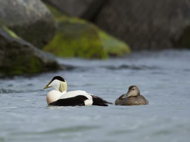 Eider | Birdfact