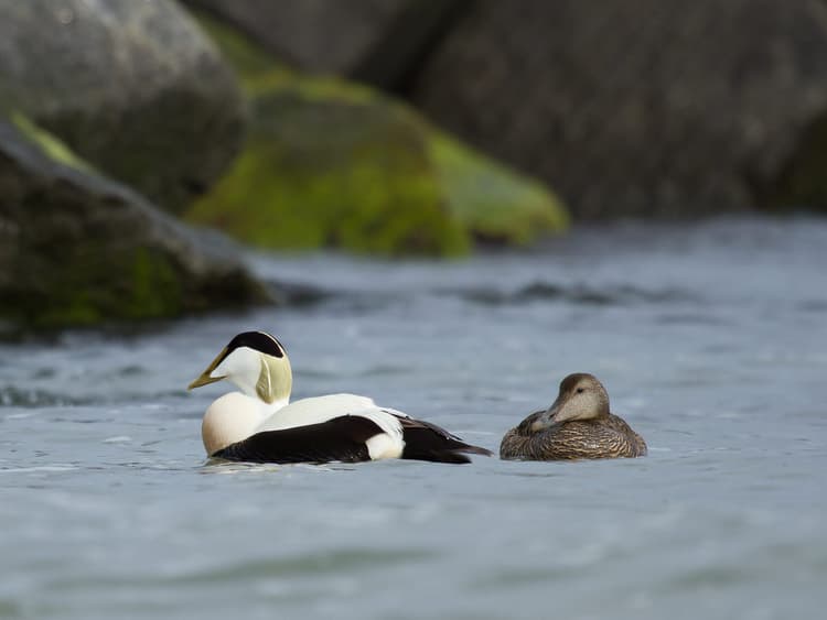 Eider | Birdfact