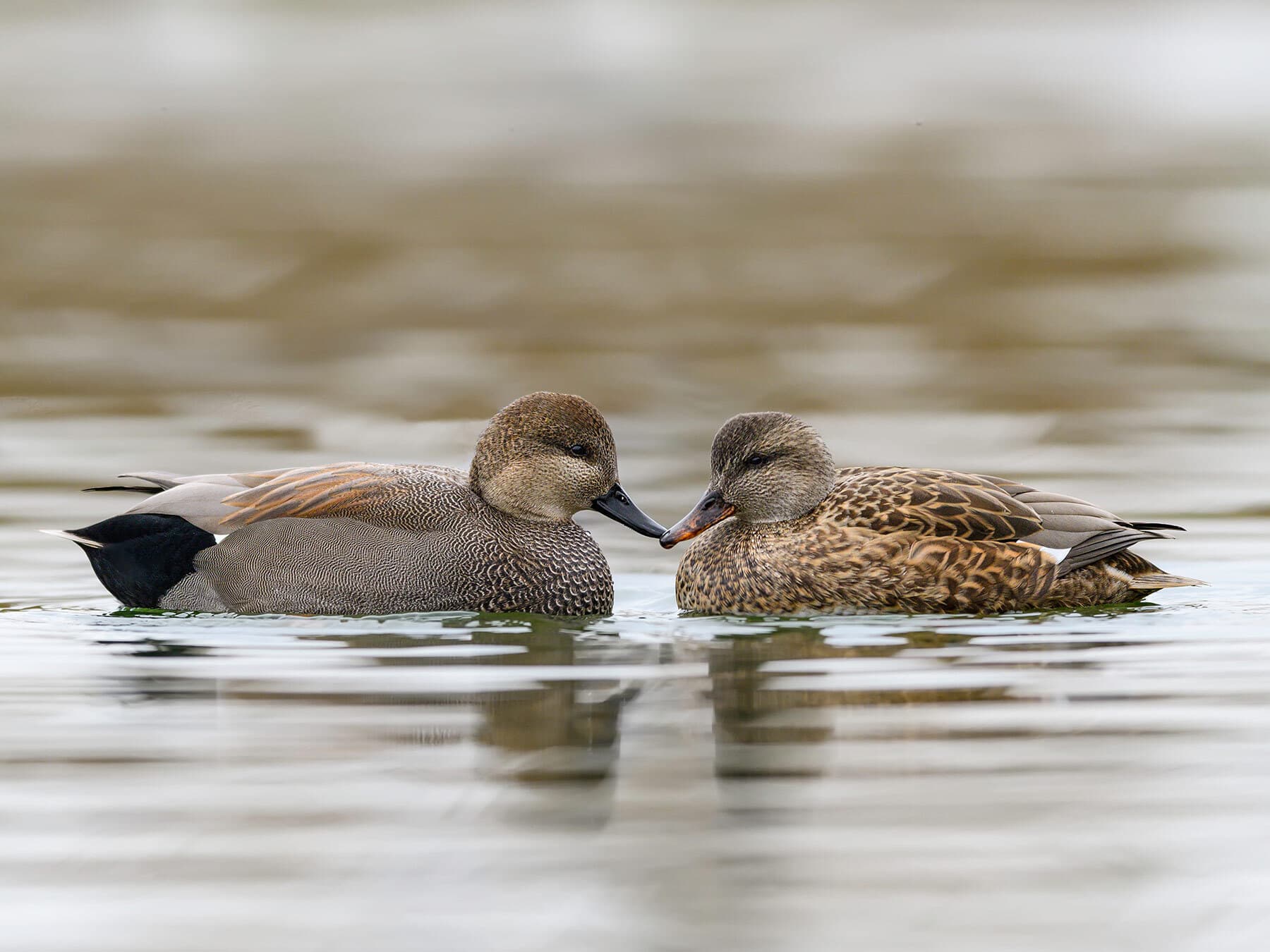 Do Ducks Migrate (All You Need To Know) | Birdfact