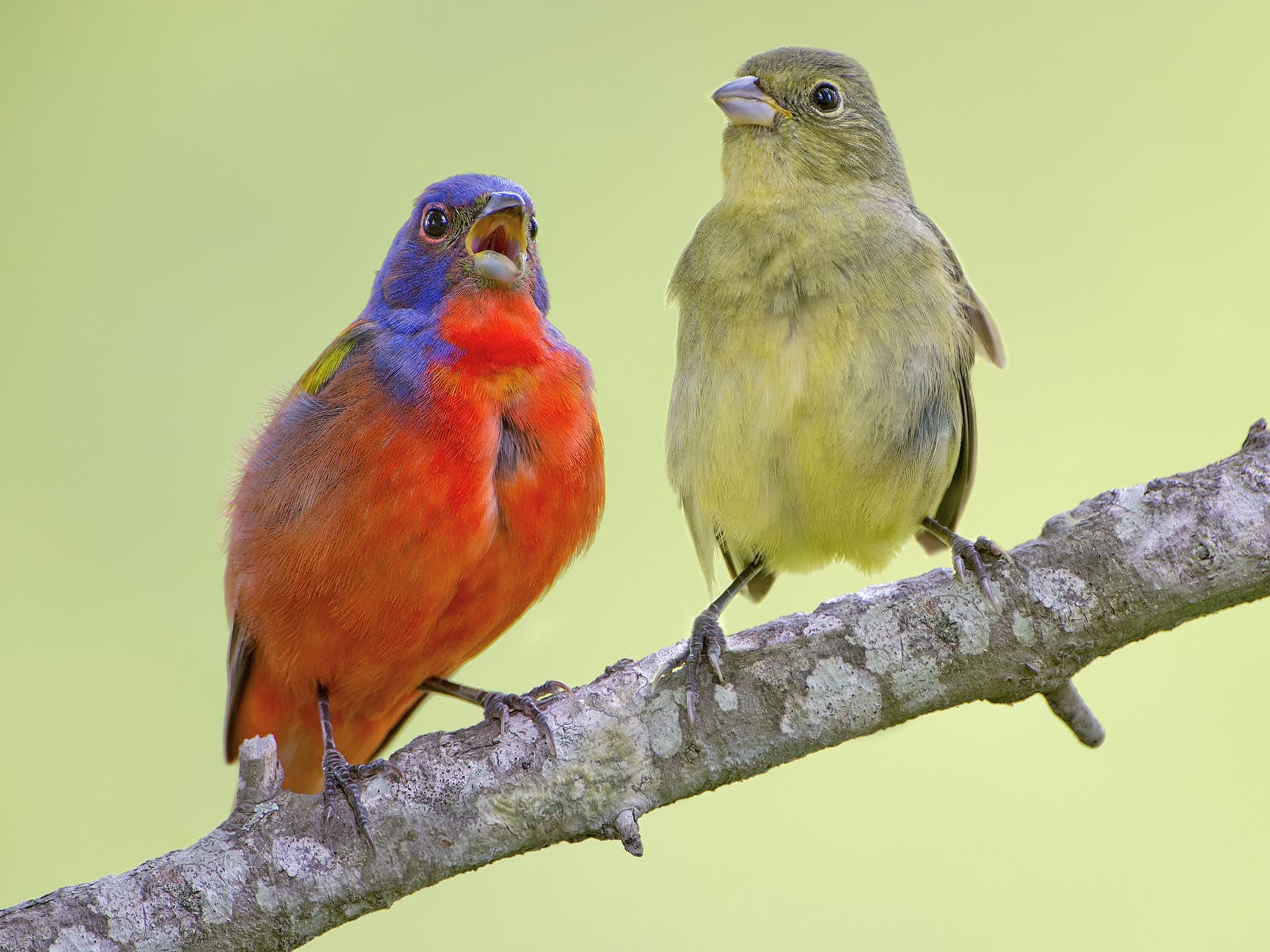 Female Painted Buntings (Male vs Female Identification) | Birdfact