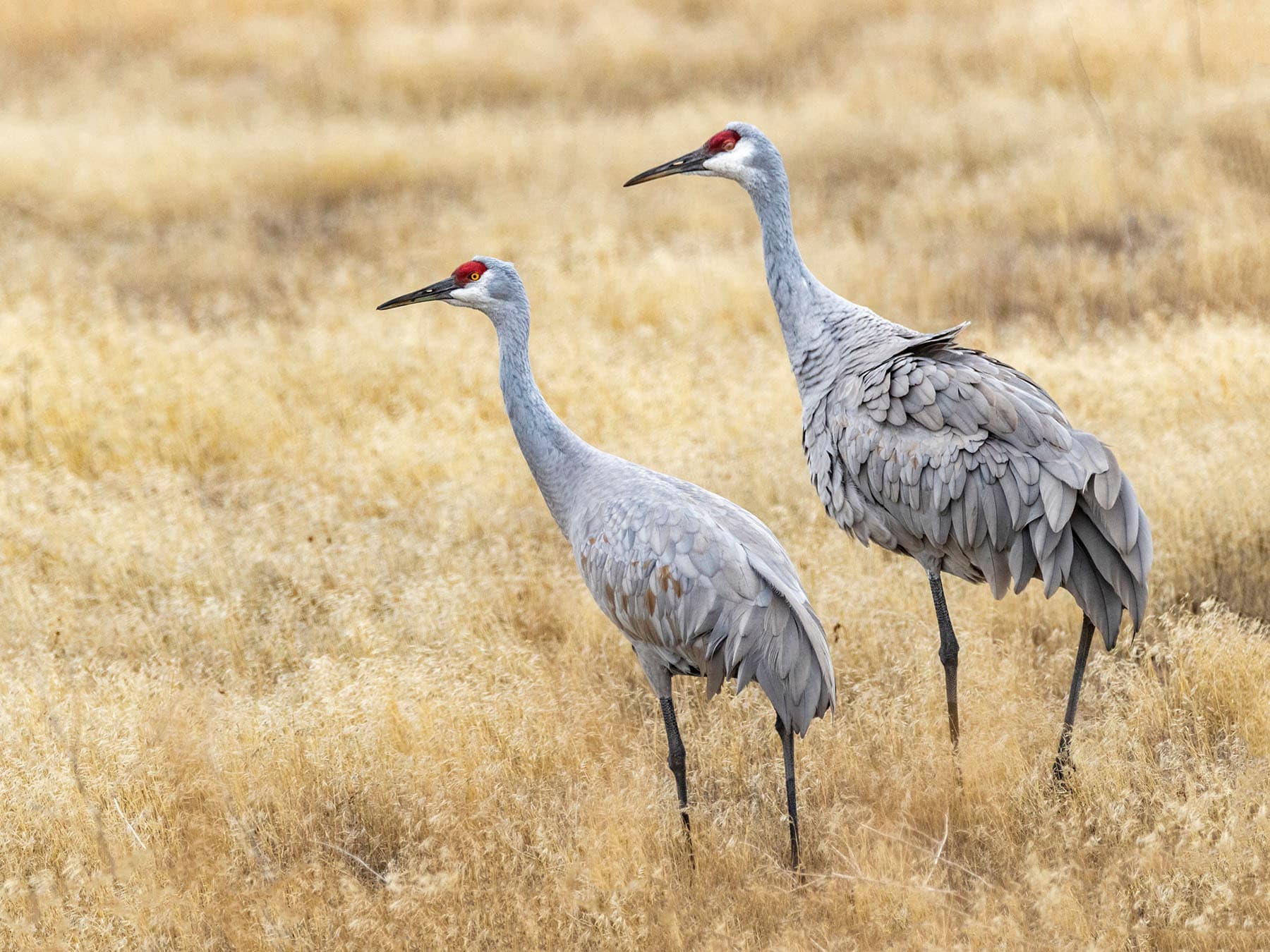 Female Sandhill Cranes (Male vs Female Identification) | Birdfact