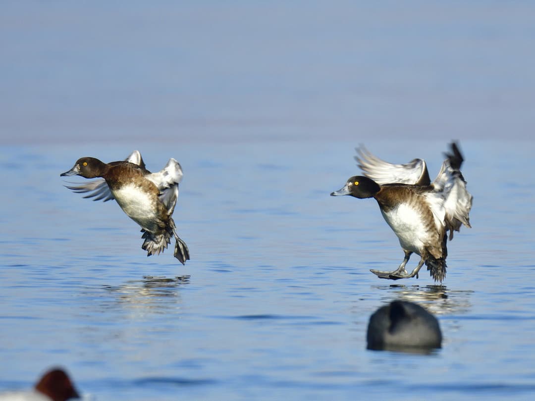 What Are Ducks’ Feet Called? A Guide to Understanding Webbed Feet ...