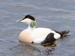 Eider | Birdfact