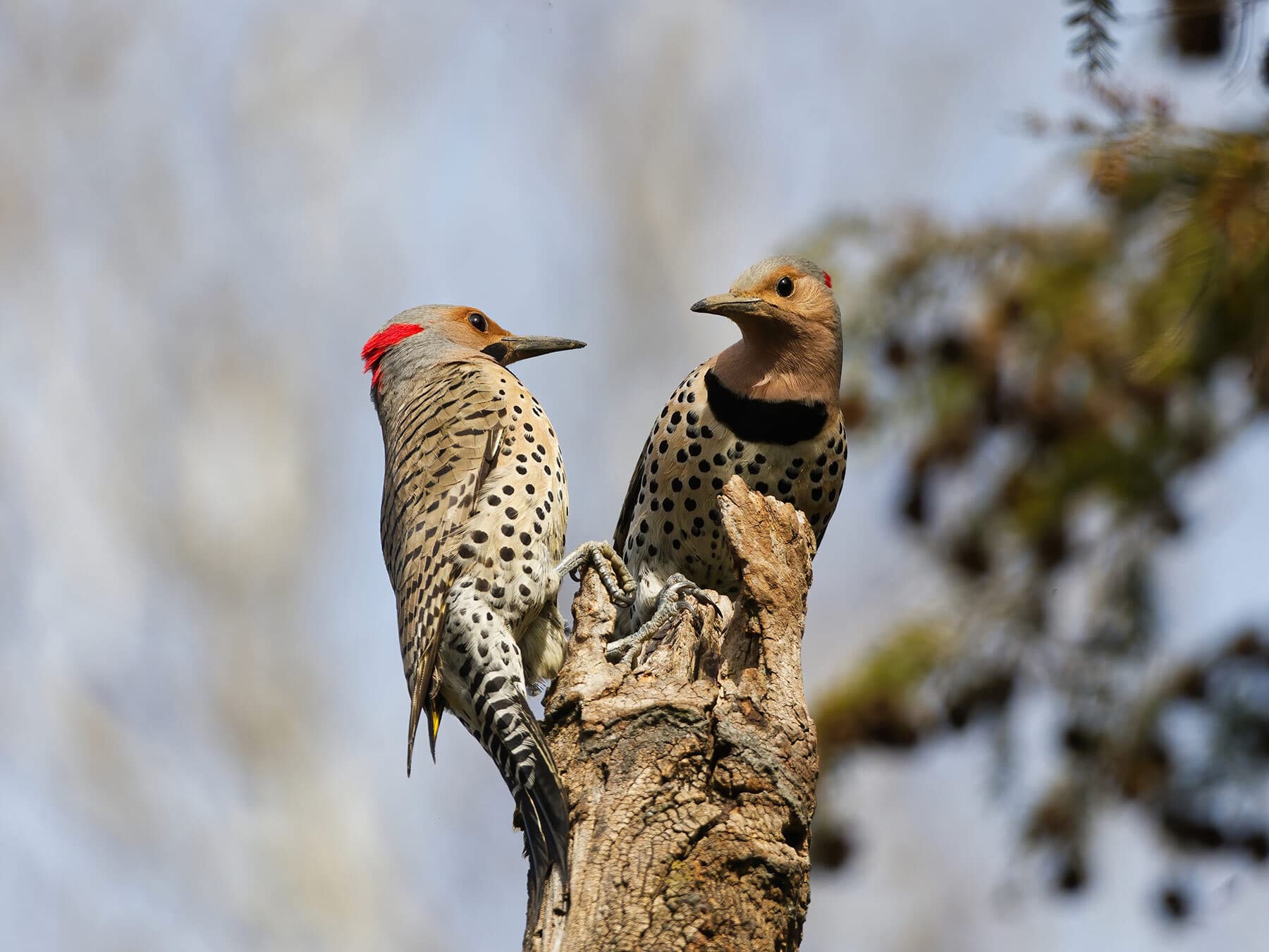 Female Northern Flickers (Male vs Female Identification Guide) | Birdfact