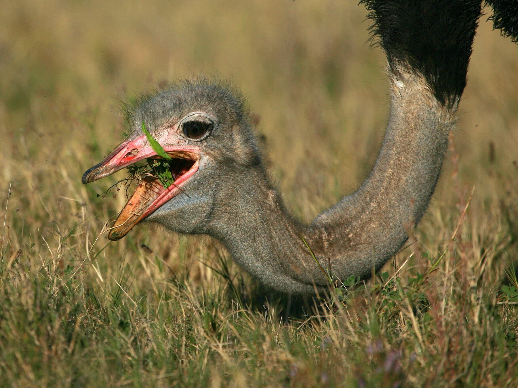 What Do Ostriches Eat? (Full Diet, Feeding, Habits + Behavior) | Birdfact