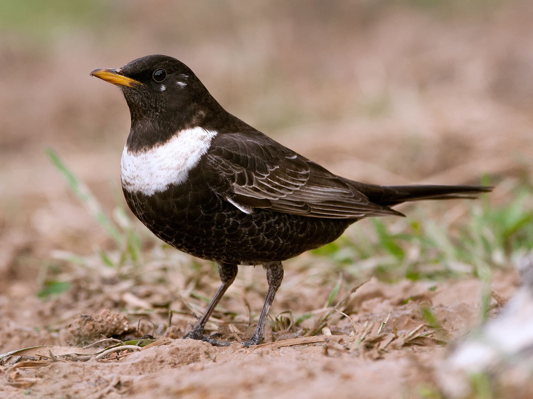Ring Ouzel | Birdfact