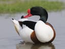 Common Shelduck | Birdfact
