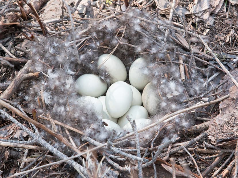 How Do Birds Mate: From Courtship to Nesting | Birdfact
