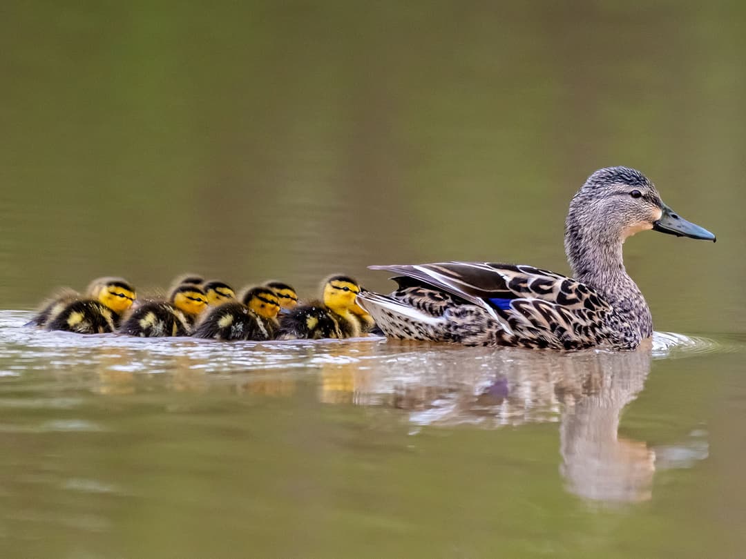 Mallard Nesting (Behavior, Eggs + Location) | Birdfact