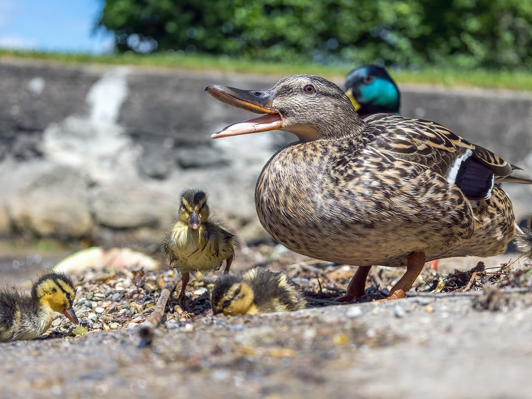 Mallard | Birdfact