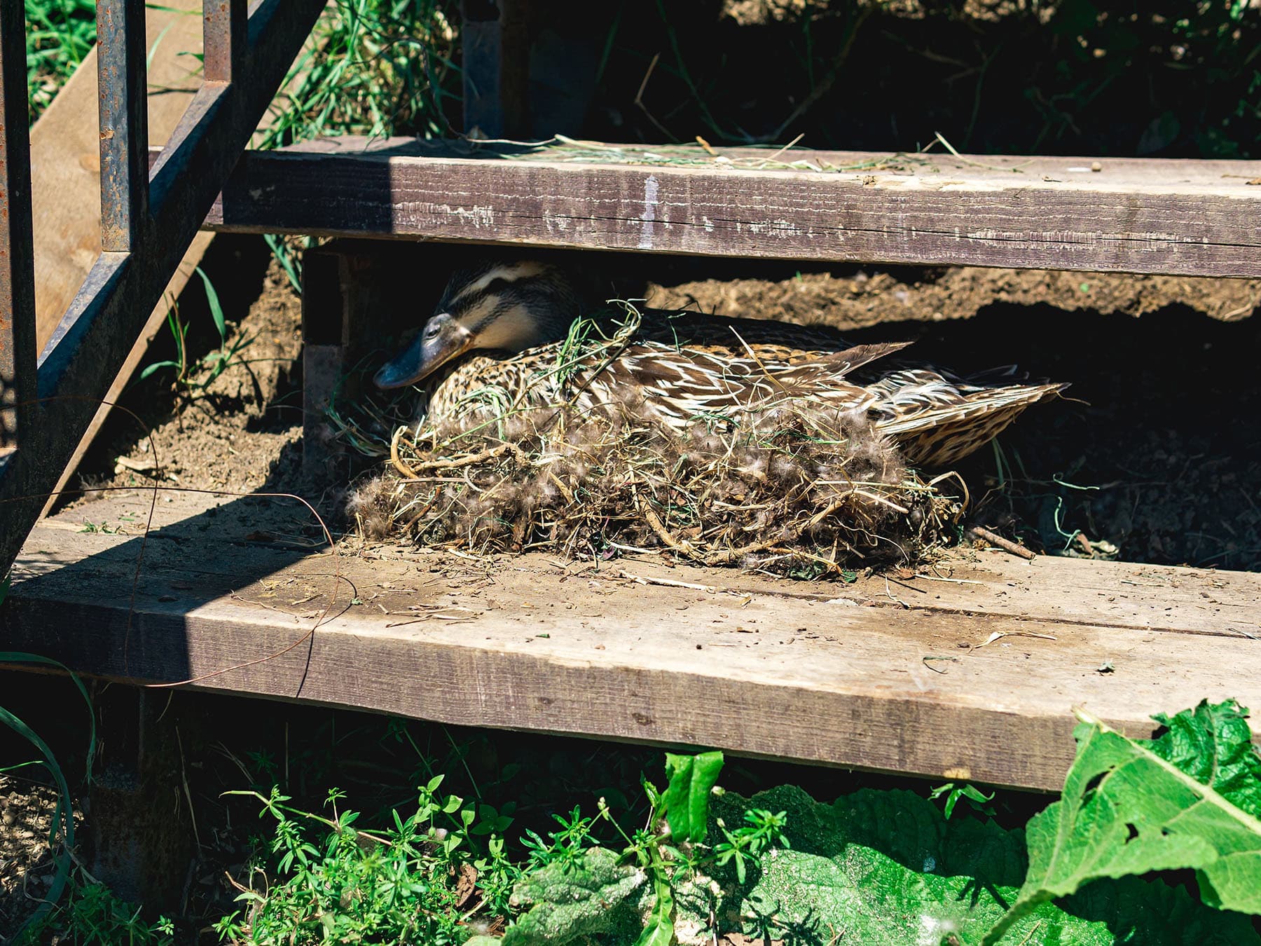 Mallard Nesting (Behavior, Eggs + Location) | Birdfact