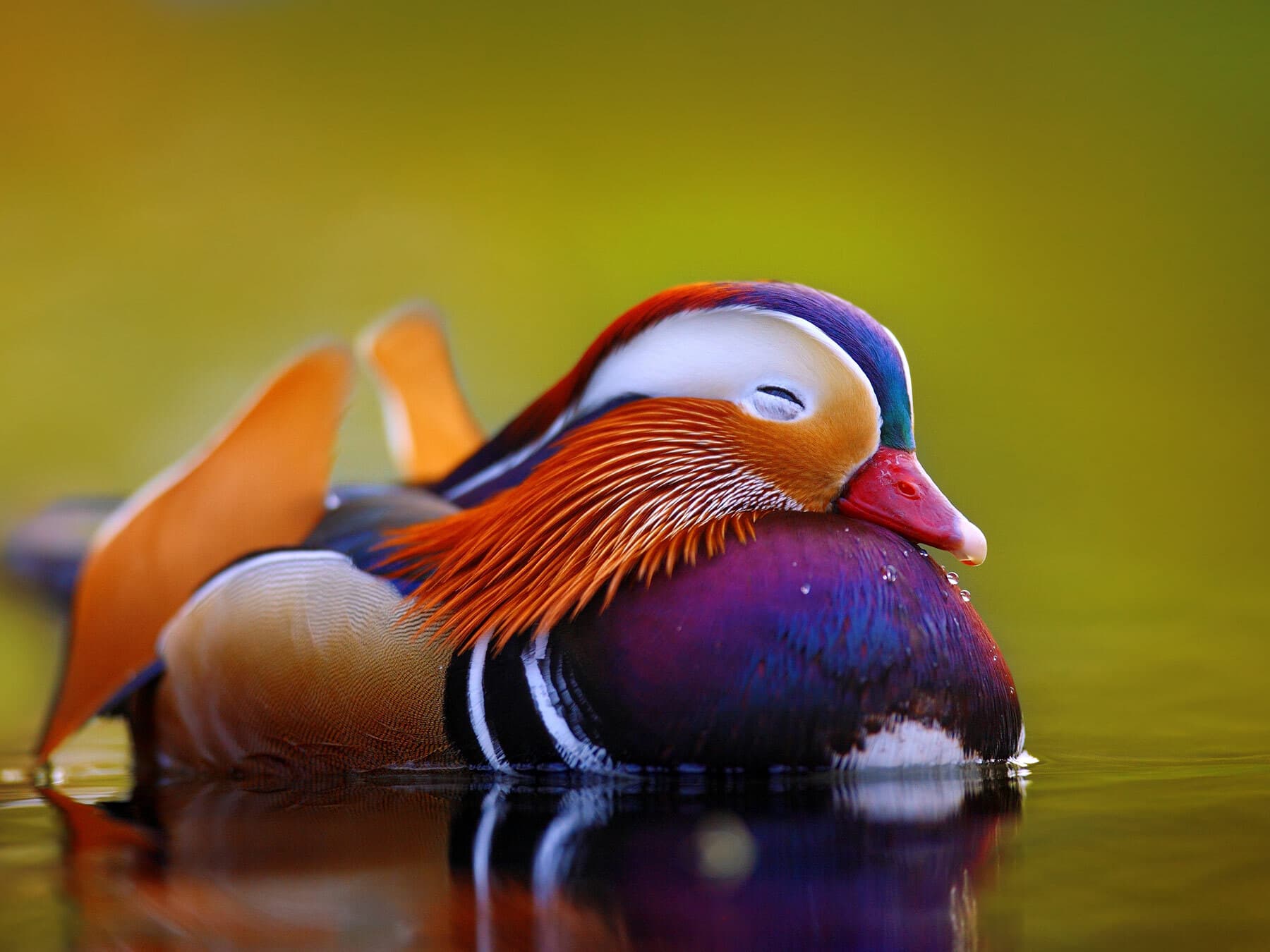 Where Do Ducks Sleep? (Location + Behavior) | Birdfact