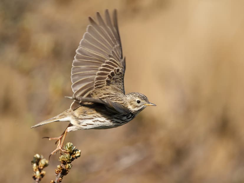 Meadow Pipit | Birdfact