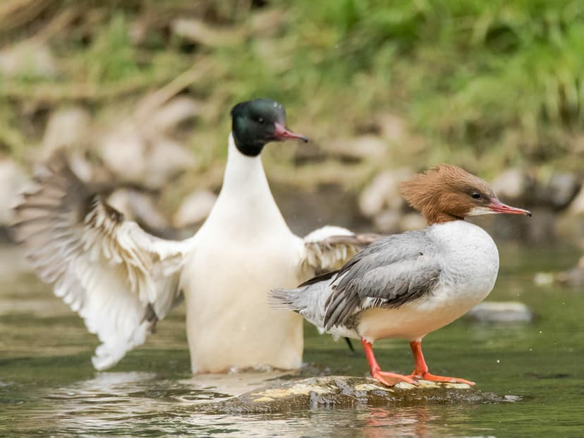 Common Merganser | Birdfact