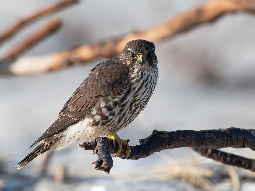 Merlin | Birdfact