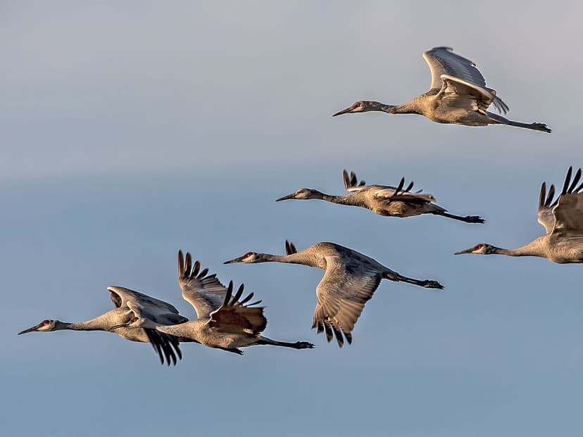 migratory birds and sleep how they manage long journeys | Birdfact