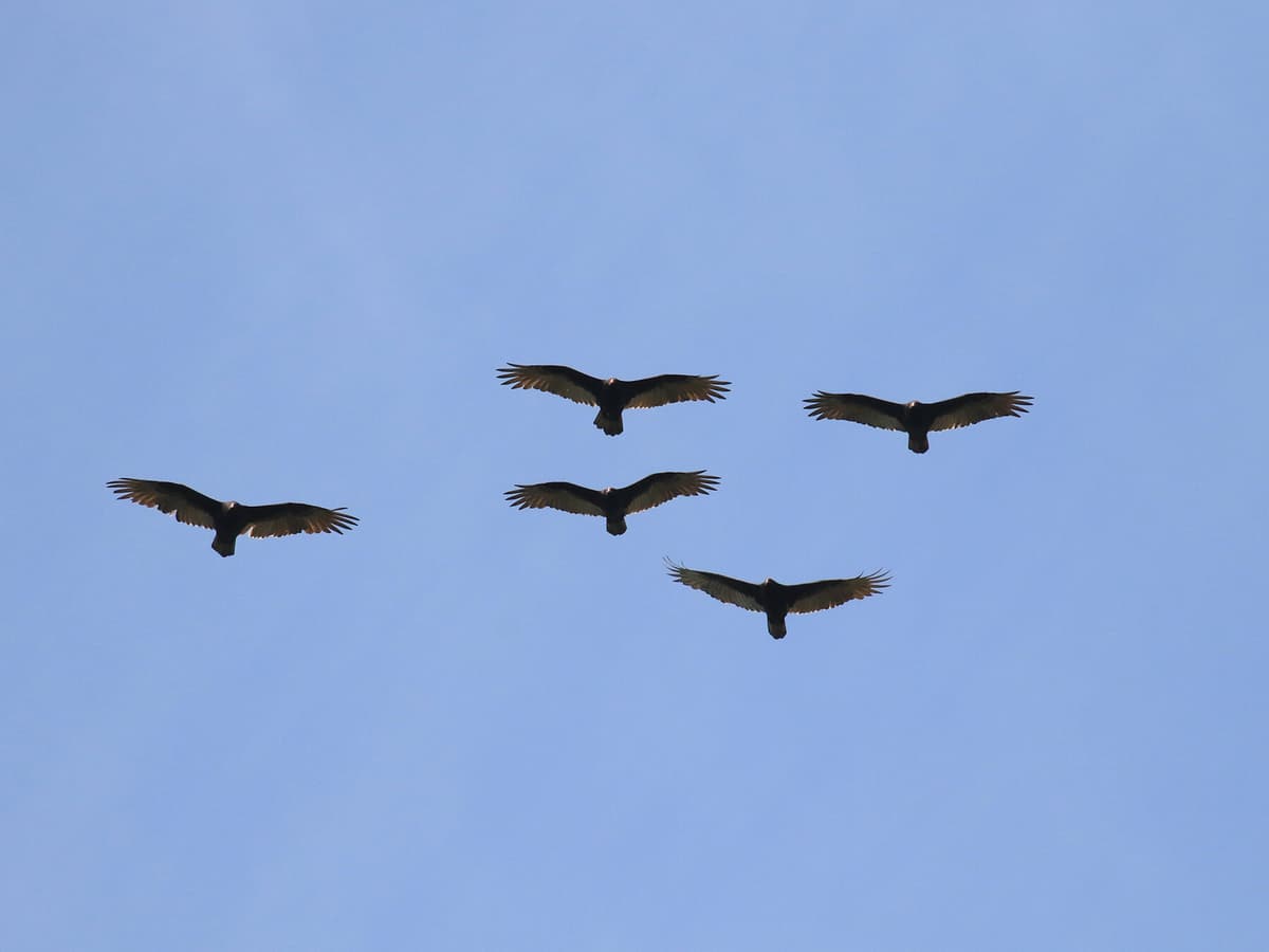 Turkey Vulture Migration: A Complete Guide | Birdfact