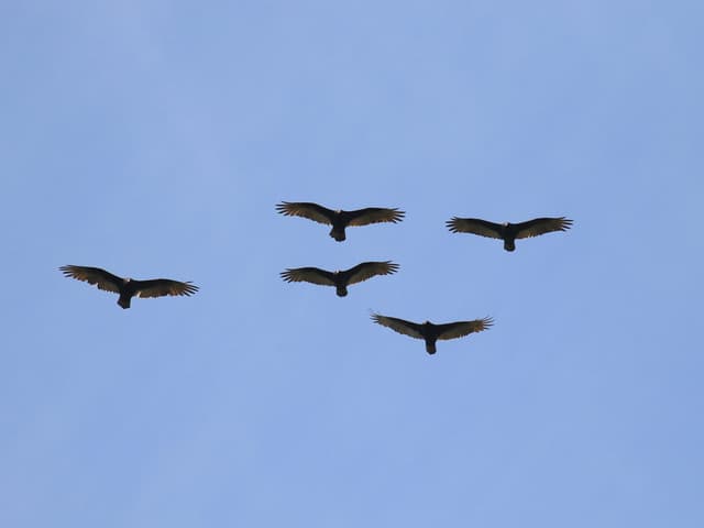 Turkey Vulture Migration: A Complete Guide | Birdfact