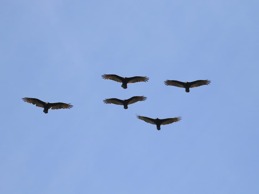 Turkey Vulture Migration: A Complete Guide | Birdfact