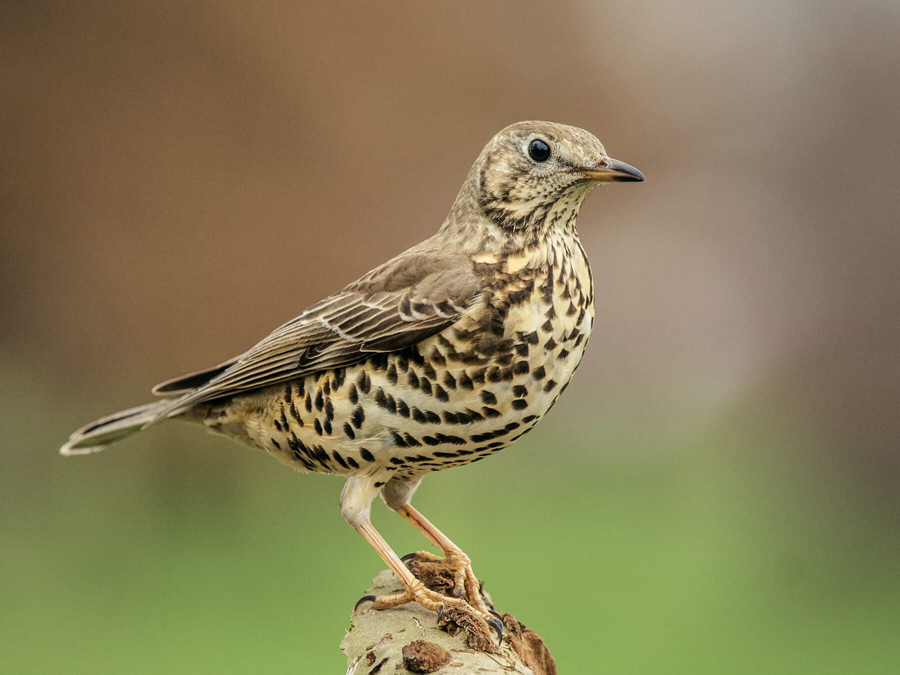 Thrushes In The UK (Complete Guide with Pictures) | Birdfact