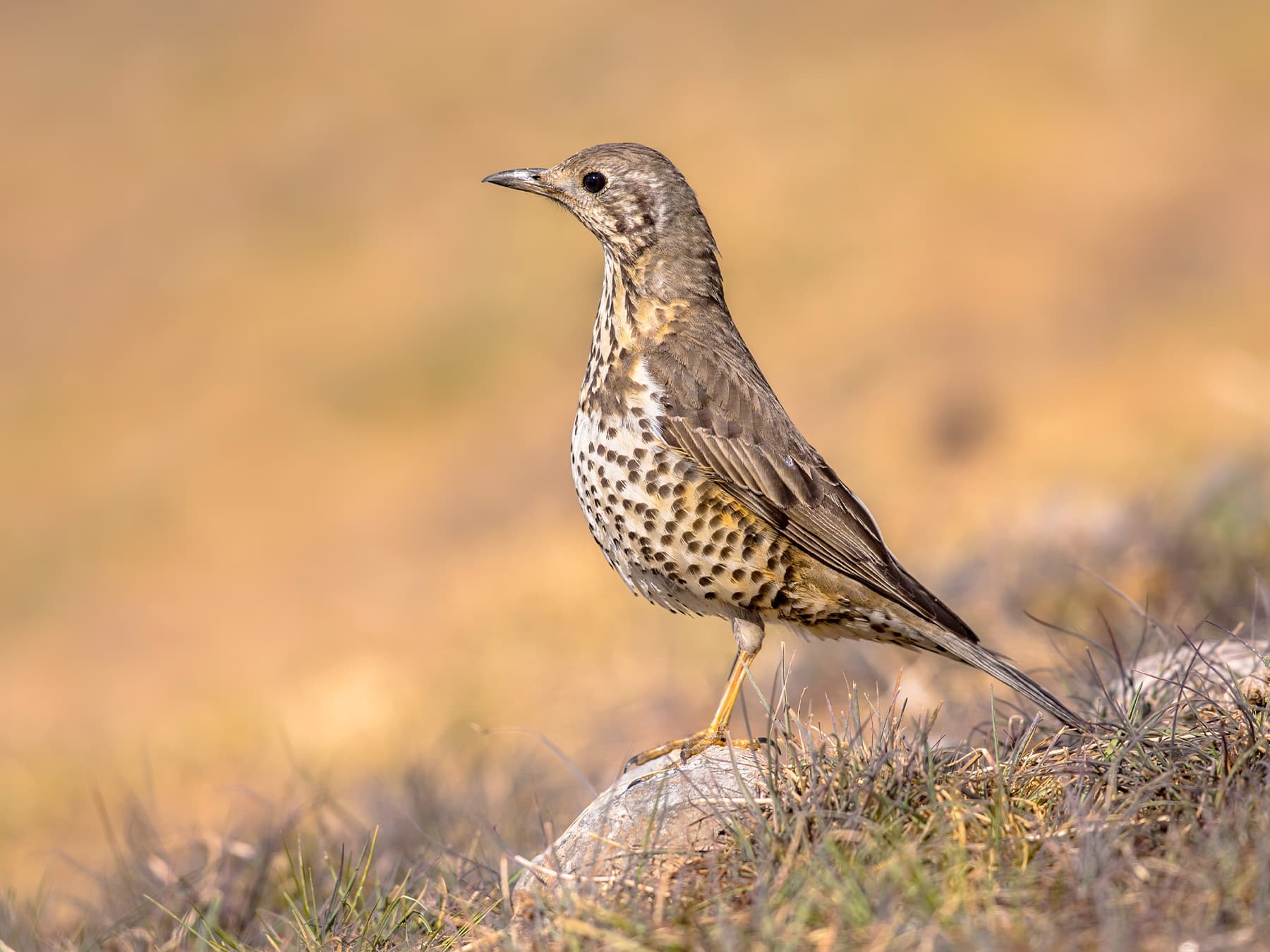 Mistle Thrush | Birdfact