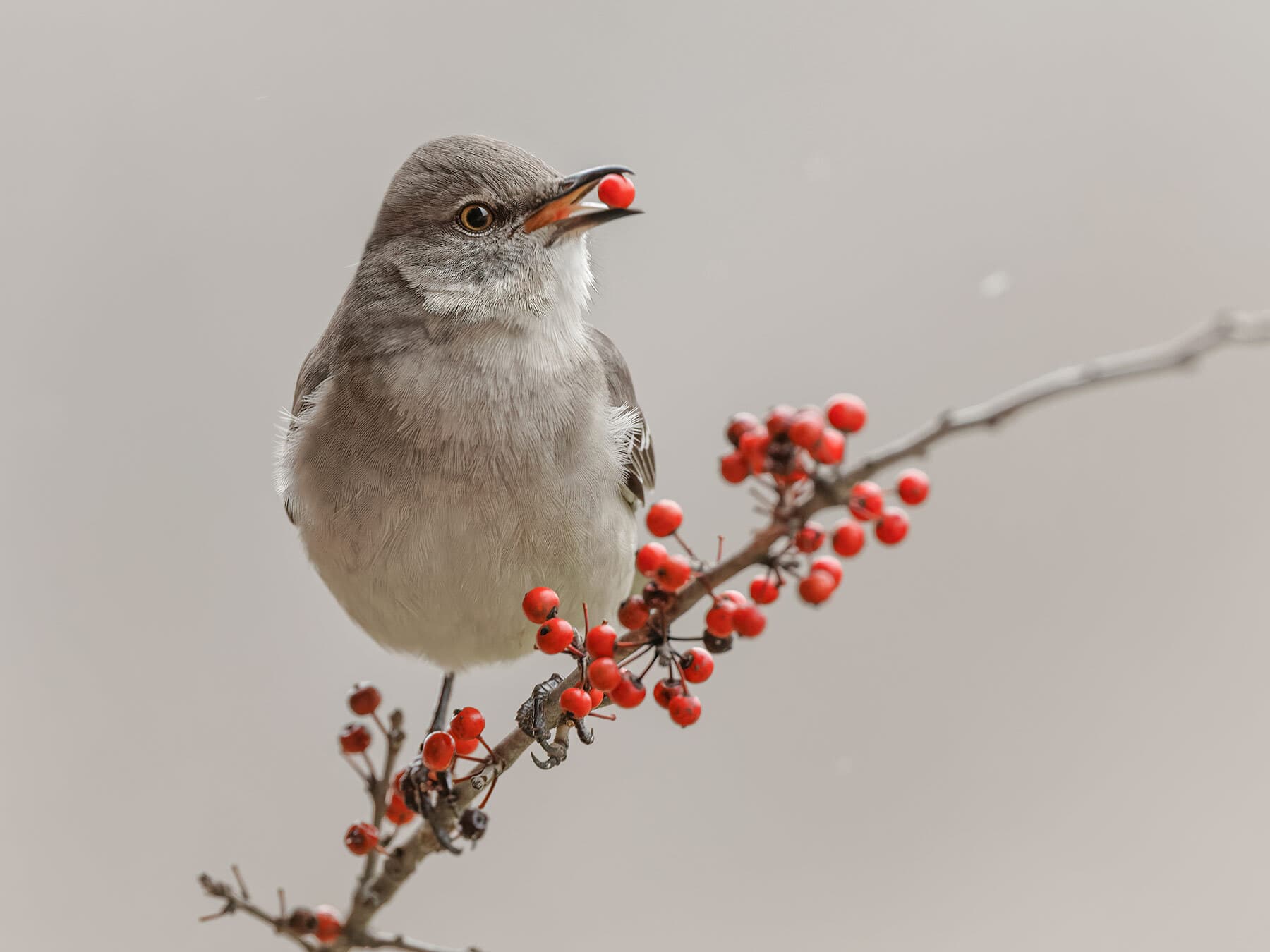 What Do Mockingbirds Eat? | Birdfact