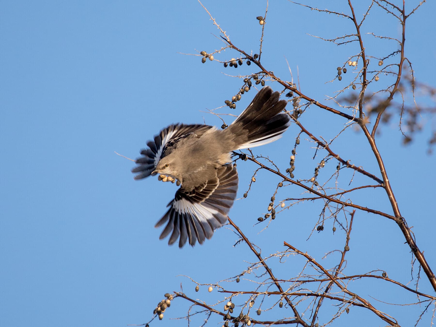 What Do Mockingbirds Eat? | Birdfact
