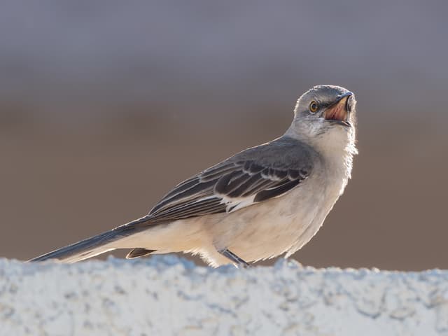 What Do Mockingbirds Eat? | Birdfact