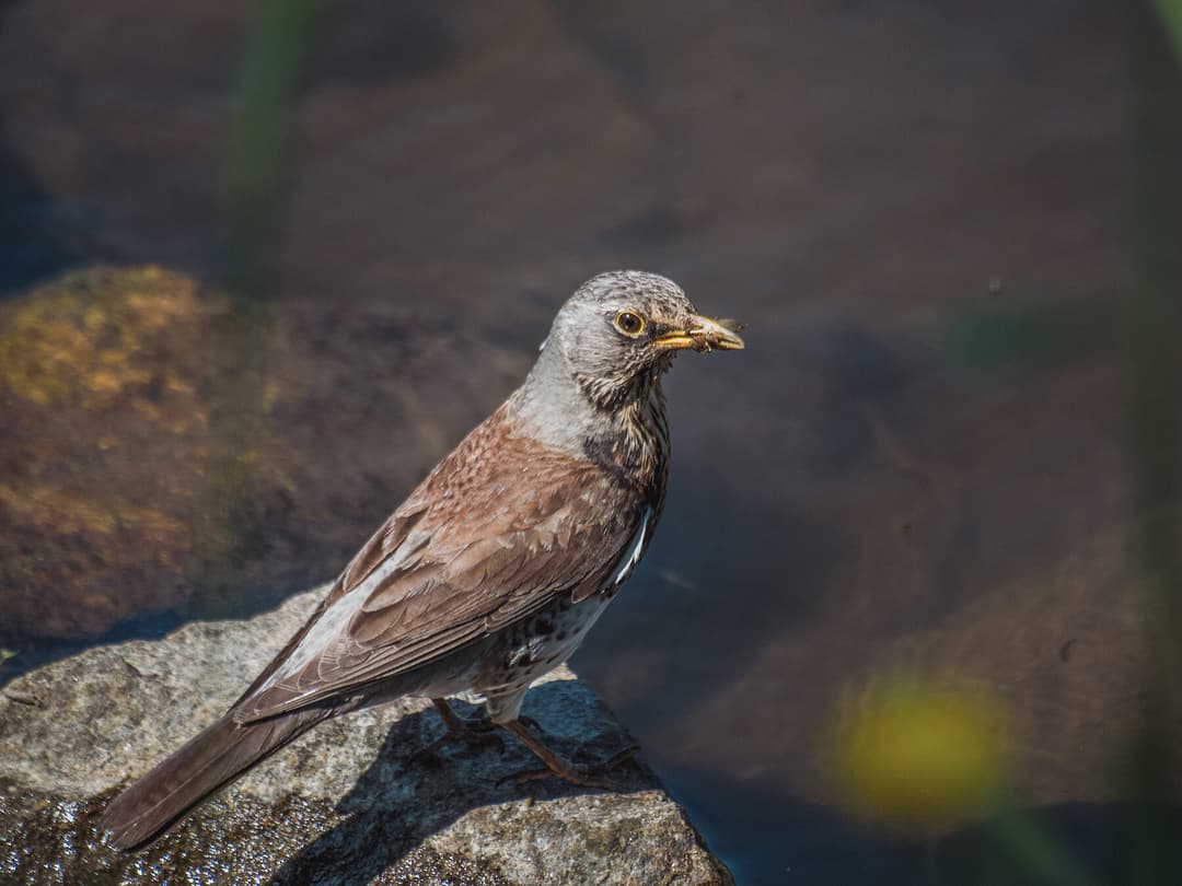 What Do Mockingbirds Eat? | Birdfact